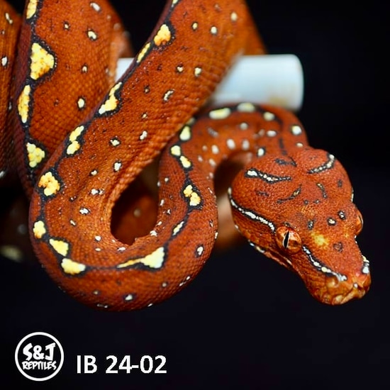 2024 USCBB Green Tree Python by S&J Reptiles