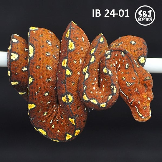2024 USCBB Green Tree Python by S&J Reptiles