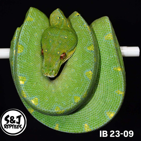 2023 USCBB Green Tree Python by S&J Reptiles