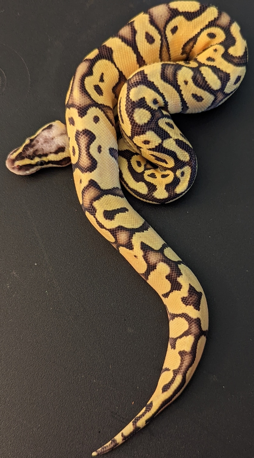 Super Pastel Enchi 100% Het Hypo Ball Python by SJS Exotics - MorphMarket