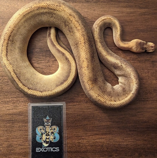 Champagne Pastel YB Het Hypo Ball Python by SJS Exotics