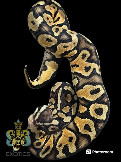 Pastel Enchi Yellowbelly Phantom Het Hypo Ball Python by SJS Exotics