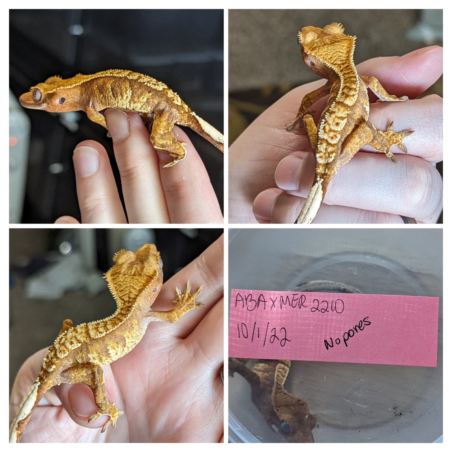 Red Base Harlequin Crested Gecko by Asgardian reptiles - MorphMarket