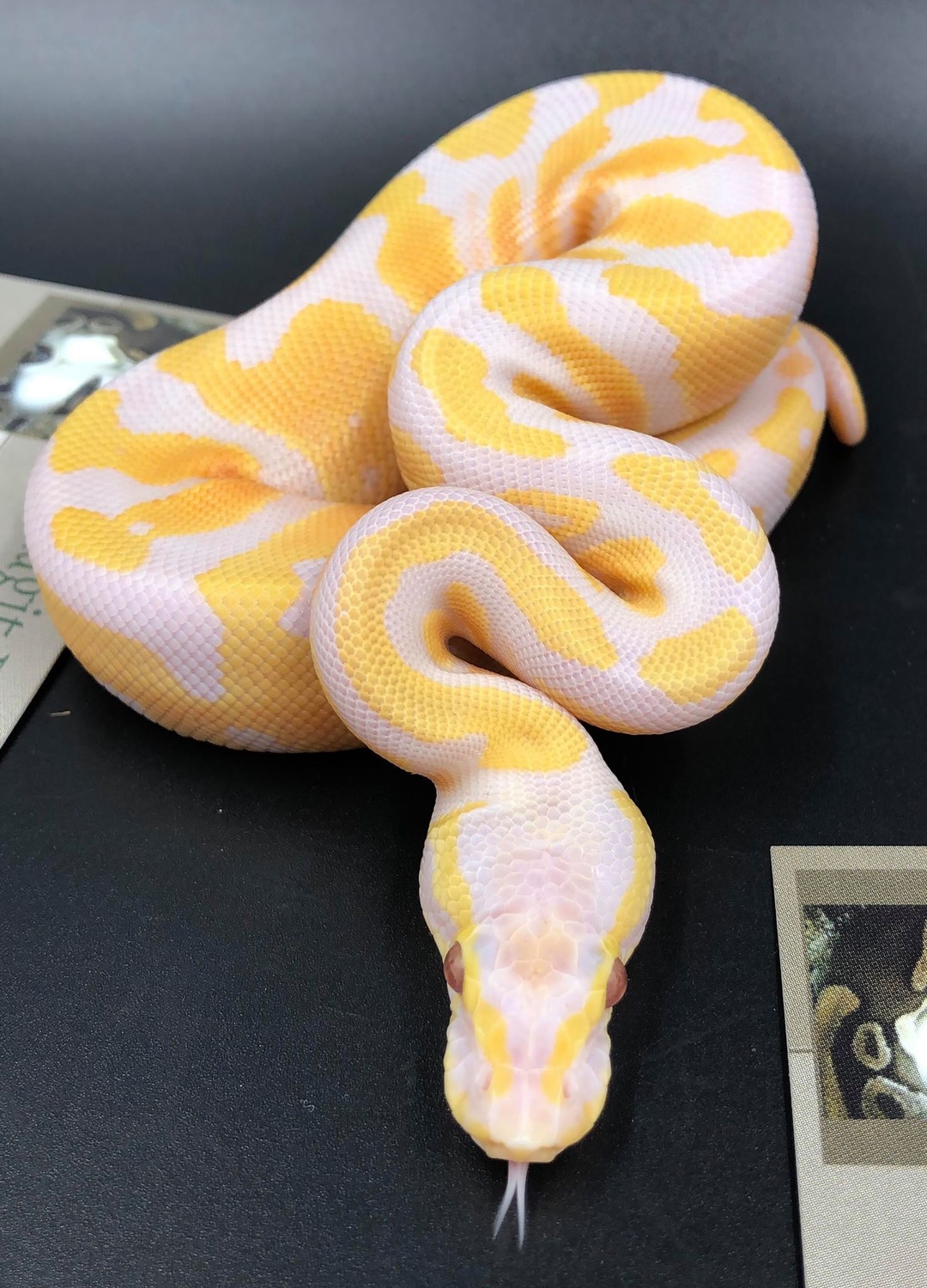 On HOLD For Christina F 2020 Pastel Lavender Albino Possible Het Pied ...