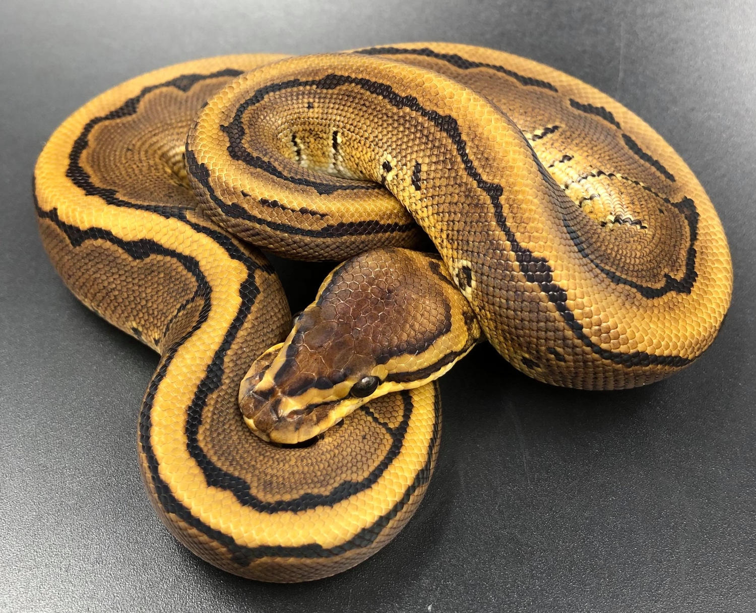 On HOLD For Nicole 2021 Pinstripe Double Het Albino/Pied Male ID # 21.2 ...