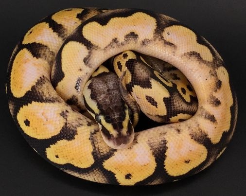 2021 Calico FireFly Male ID # 21.11.6 Ball Python by Skagit Reptiles ...