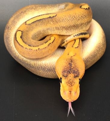 2021 Champagne Yellow Belly 50% Het Pied Possible Het Albino Male ID ...