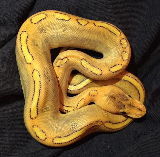 17.Owen Tara's Champagne Yellow Belly Ball Python by Skagit Reptiles
