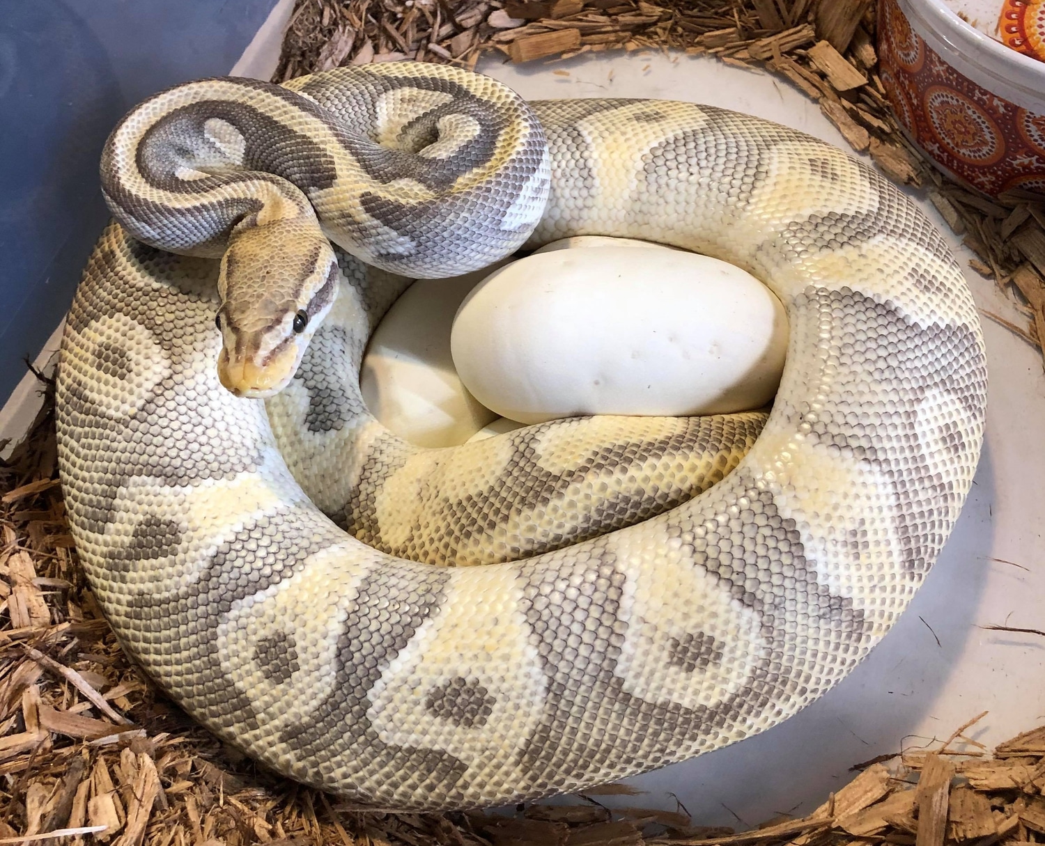 13.Yazuki A Hypo Pastel Mojave Enchi Ball Python by Skagit Reptiles ...