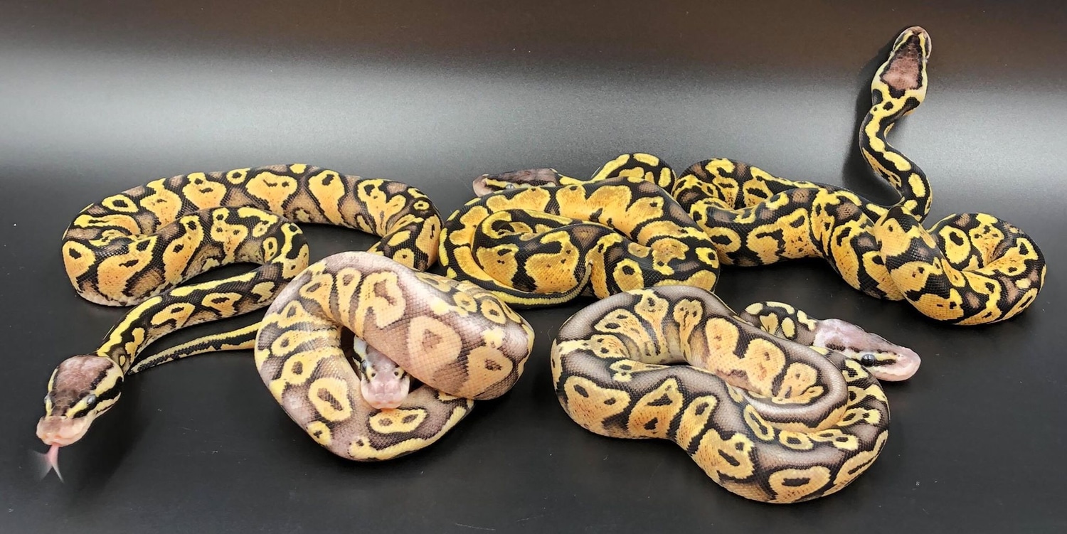 Ball Python Clutch: 19.1 by Skagit Reptiles - MorphMarket
