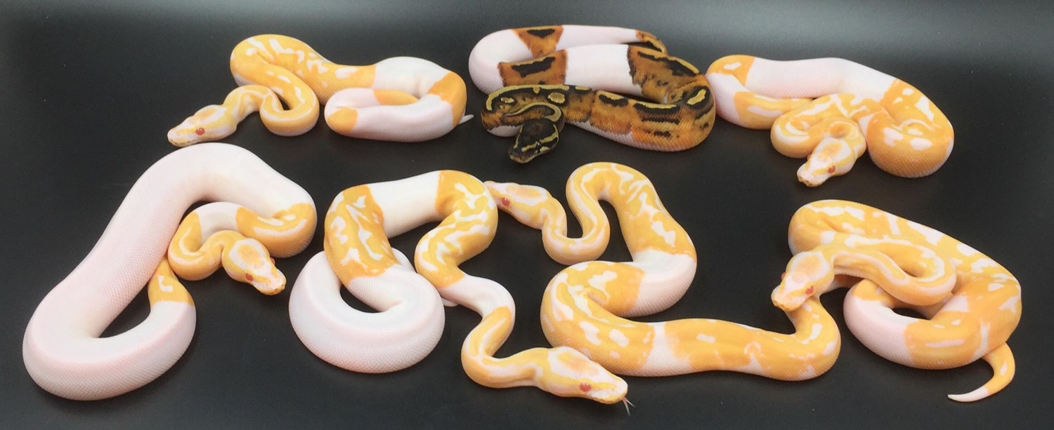 Ball Python Clutch: 18.8 by Skagit Reptiles - MorphMarket