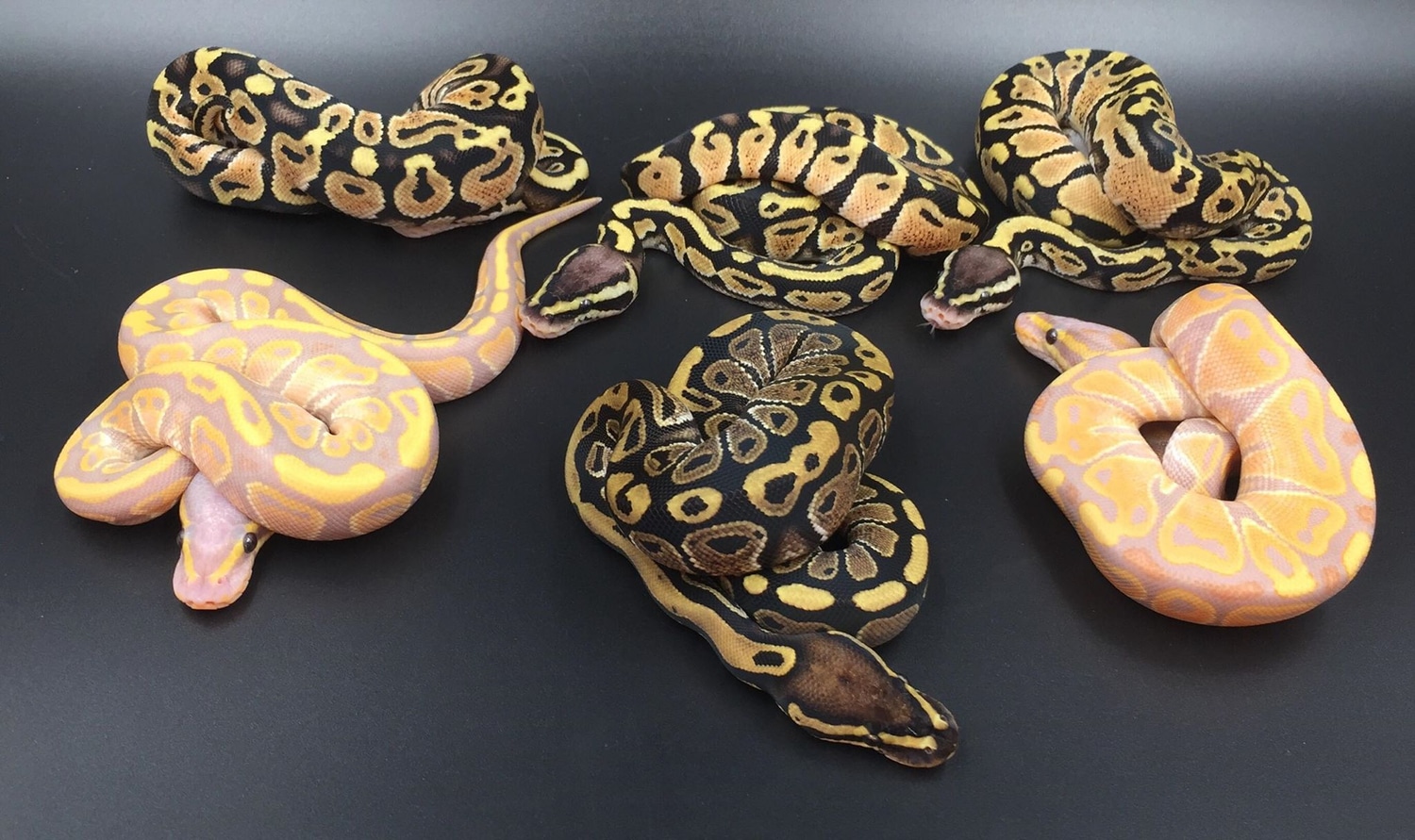 Ball Python Clutch: 18.4 by Skagit Reptiles - MorphMarket