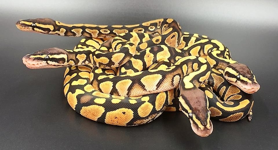 Ball Python Clutch: 18.3 by Skagit Reptiles - MorphMarket