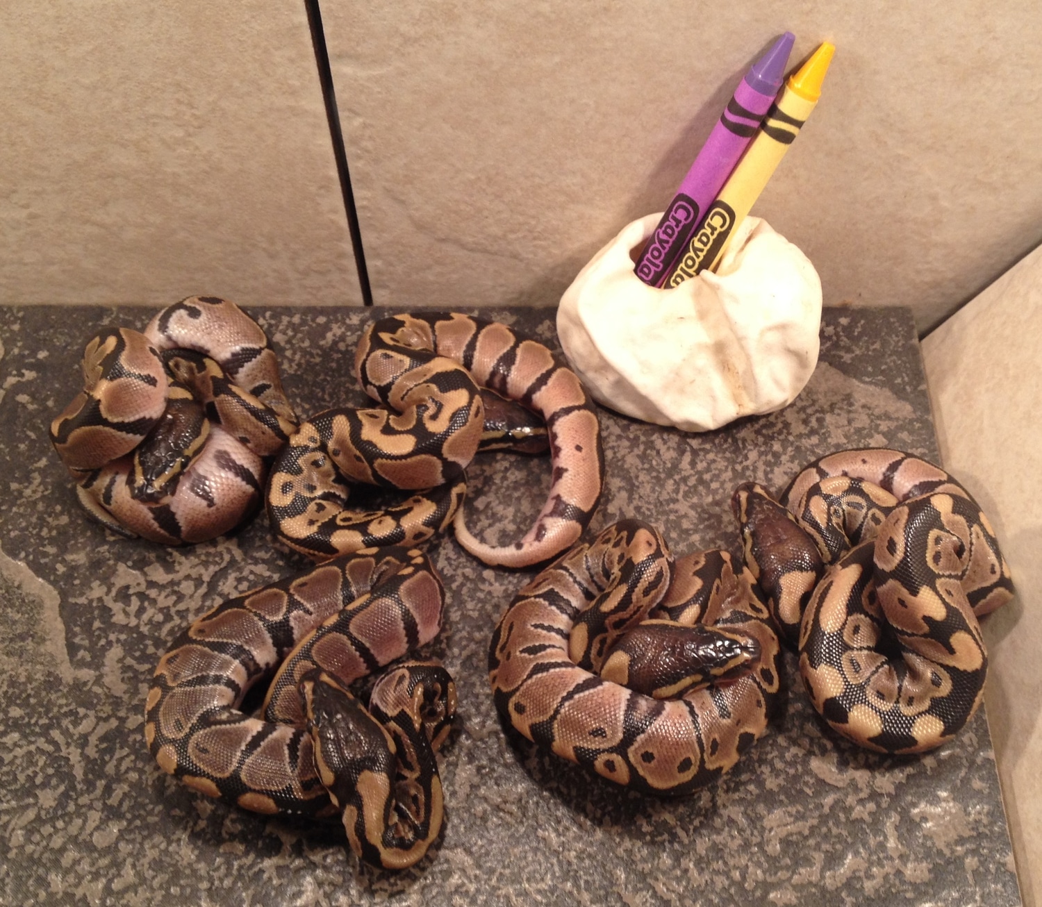 Ball Python Clutch: 14.3 by Skagit Reptiles - MorphMarket