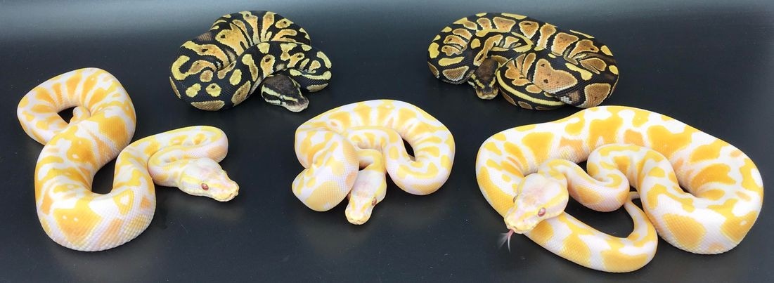 Ball Python Clutch: 22.7 by Skagit Reptiles - MorphMarket