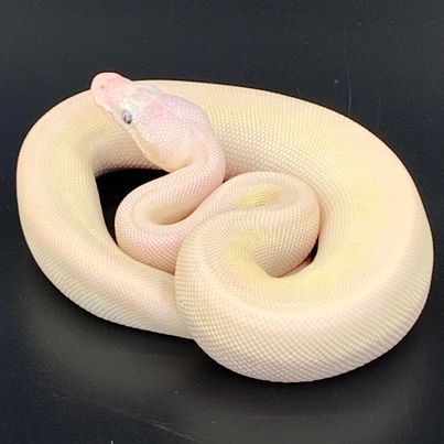 2023 Super Mojave Het Desert Ghost Het Hypo Pos Pastel/Enchi Female ID ...