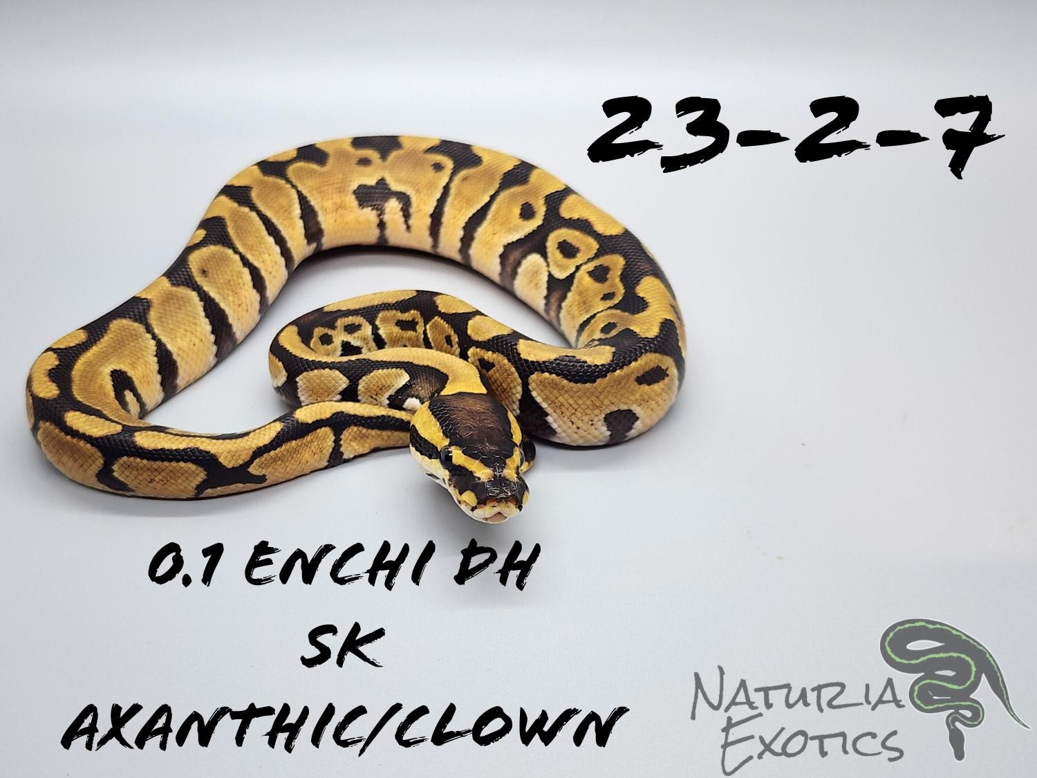 Enchi DH SK Axanthic/Clown Ball Python by Naturia Exotics - MorphMarket