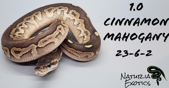 Cinnamon Mahogany Ball Python by Naturia Exotics