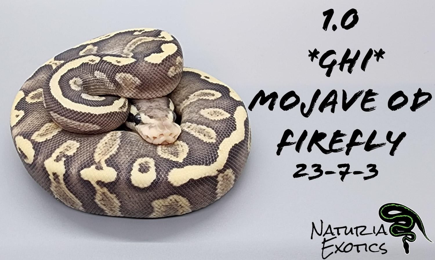 GHI Mojave OD Firefly Poss Super GHI Ball Python by Naturia Exotics ...
