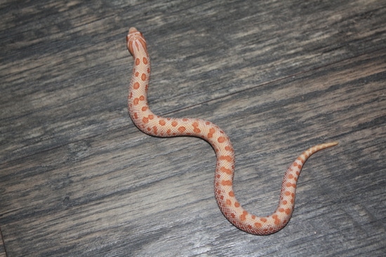 RBE Pastel ToffeeGlow Conda Het Axanthic Western Hognose by Hectic Hognose