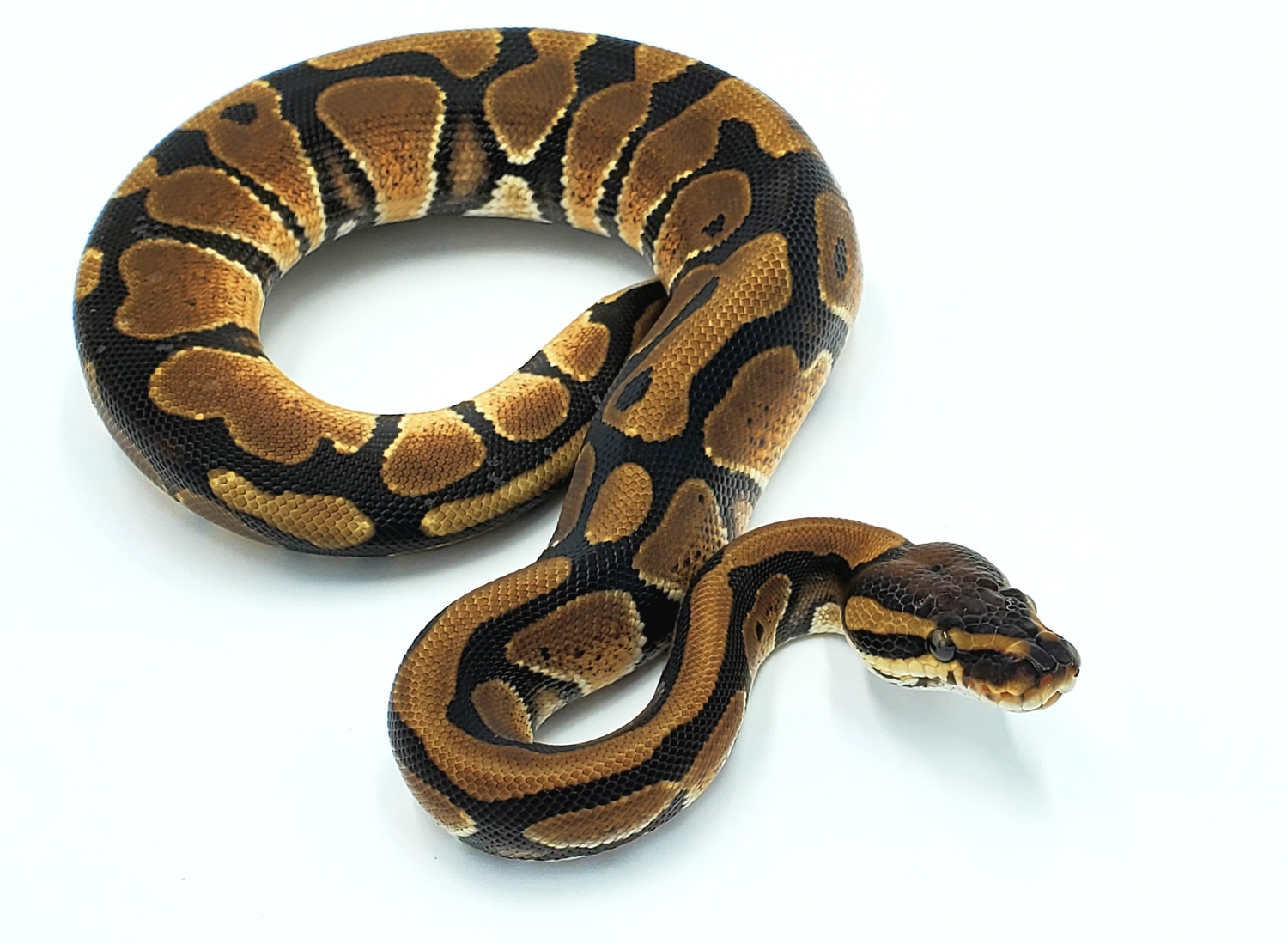 X-Treme Gene Ball Python by Scaled Creations - MorphMarket