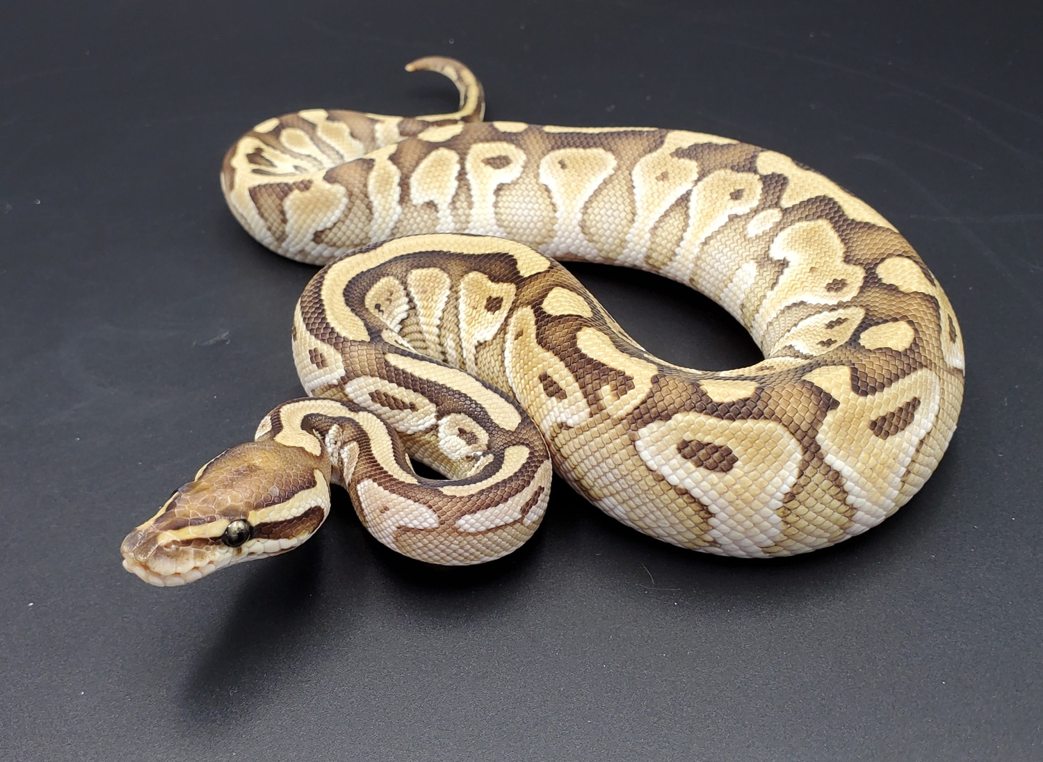 Butter Het Clown Het Piebald Ball Python by Scaled Creations - MorphMarket
