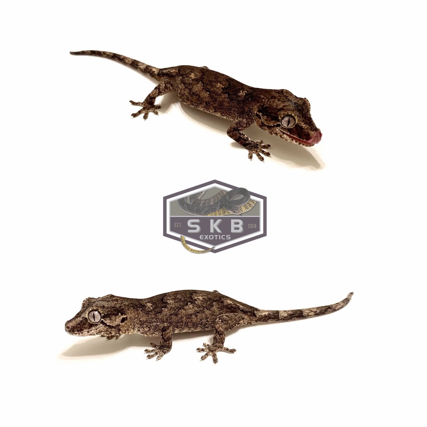 Reticulated Gargoyle Gargoyle Gecko by SKB Exotics - MorphMarket