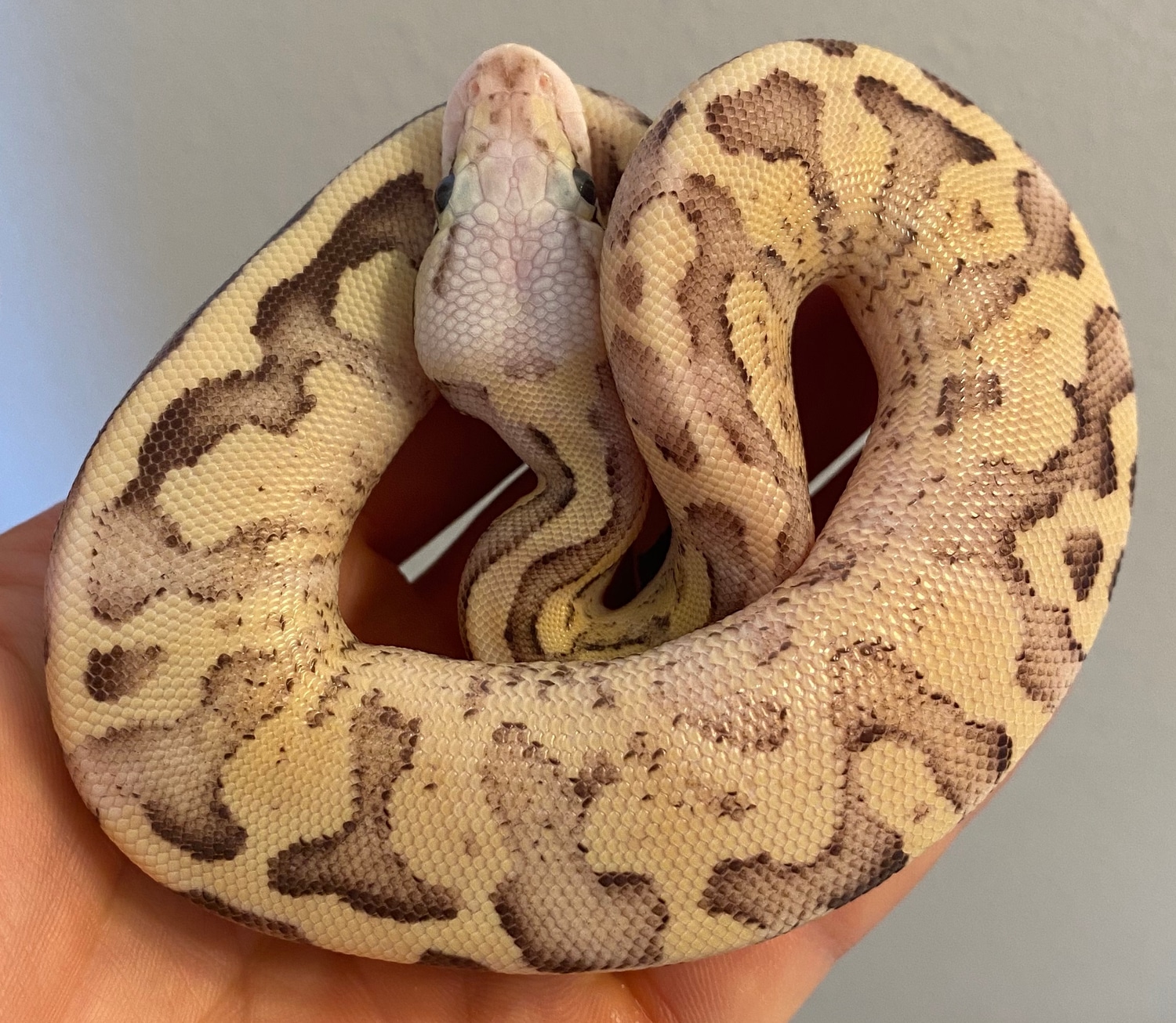 Super Pastel Vanilla Cream Ball Python by SKB Exotics - MorphMarket