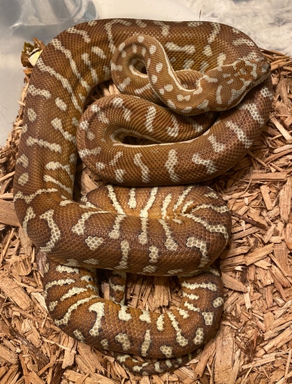 100% Hypo Bredl’s Centralian Carpet Python by SKB Exotics