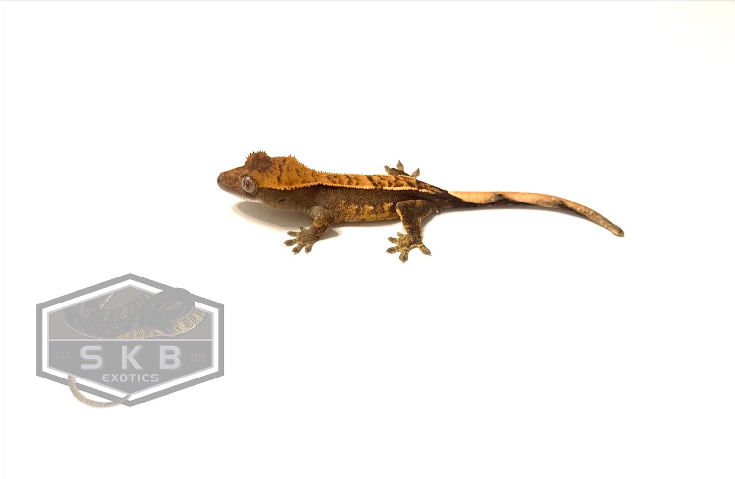 Harlequin Dashed Pinstripe Crested Gecko by SKB Exotics - MorphMarket