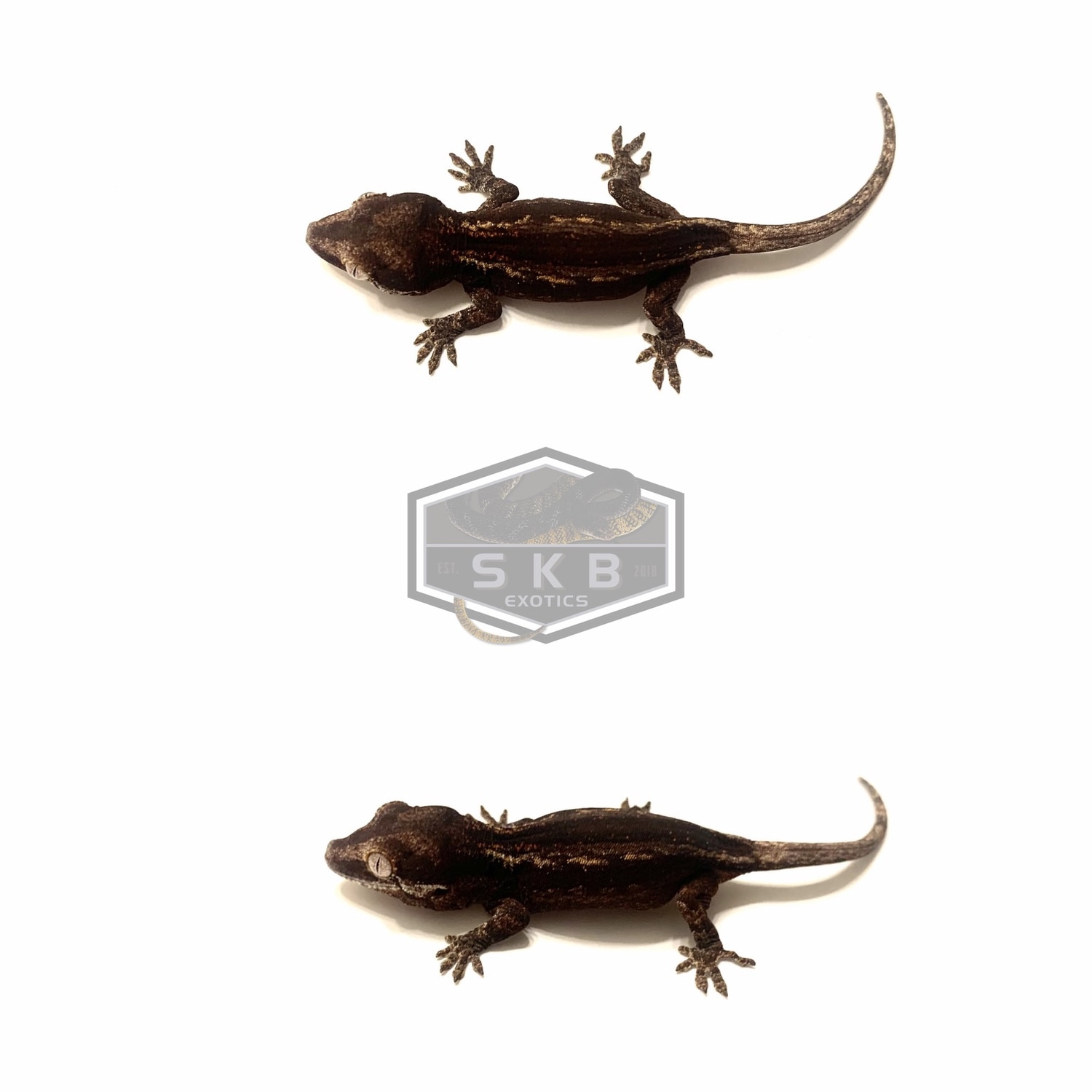 Unsexed Black Stripe / Red Blotch Gargoyle Gargoyle Gecko by SKB Exotics - MorphMarket