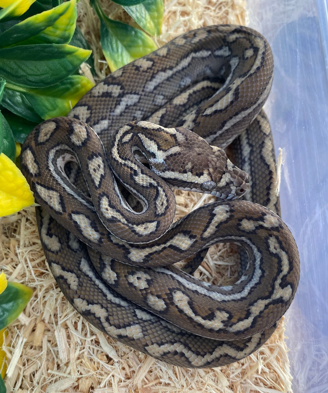 Brisbane Coastal Carpet Python by SKB Exotics - MorphMarket