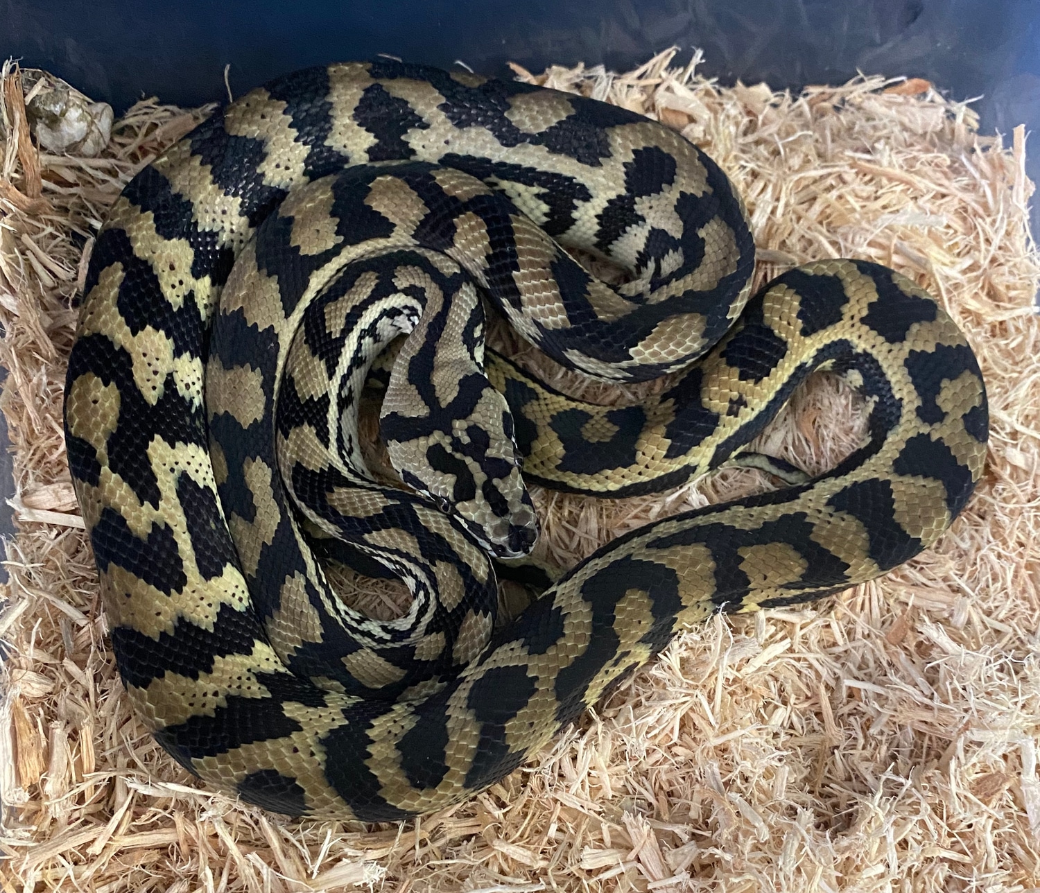 Rock Hampton Carpet Pair Coastal Carpet Python by SKB Exotics - MorphMarket