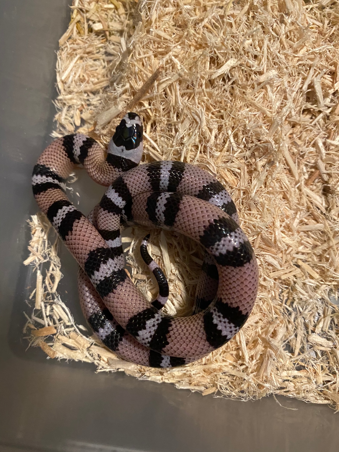 Anery Het Albino Pos Het Hypo Honduran Milk Snake by SKB Exotics - MorphMarket