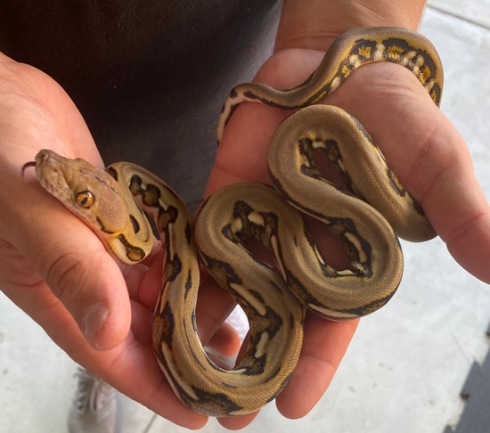 Super Dwarf/Dwarf Tiger Reticulated Python by SKB Exotics - MorphMarket