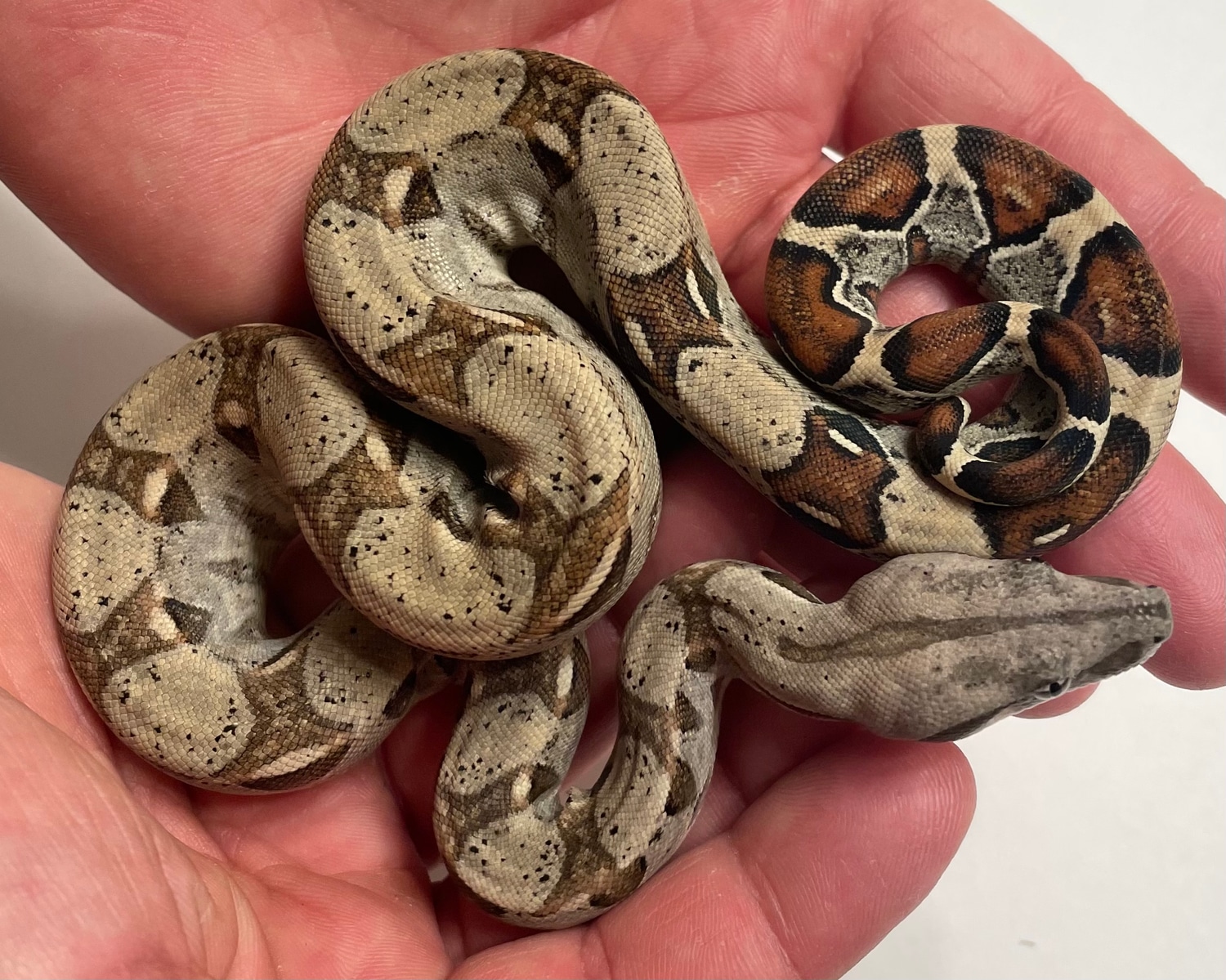 100% Het Snow Boa Constrictor by SKB Exotics - MorphMarket