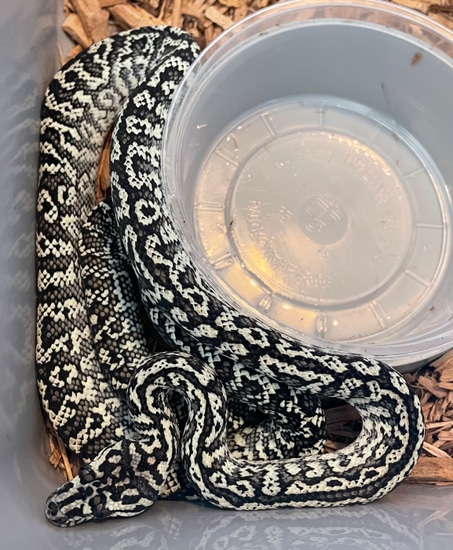 75% Ivory Zebra Jungle Carpet Python by SKB Exotics