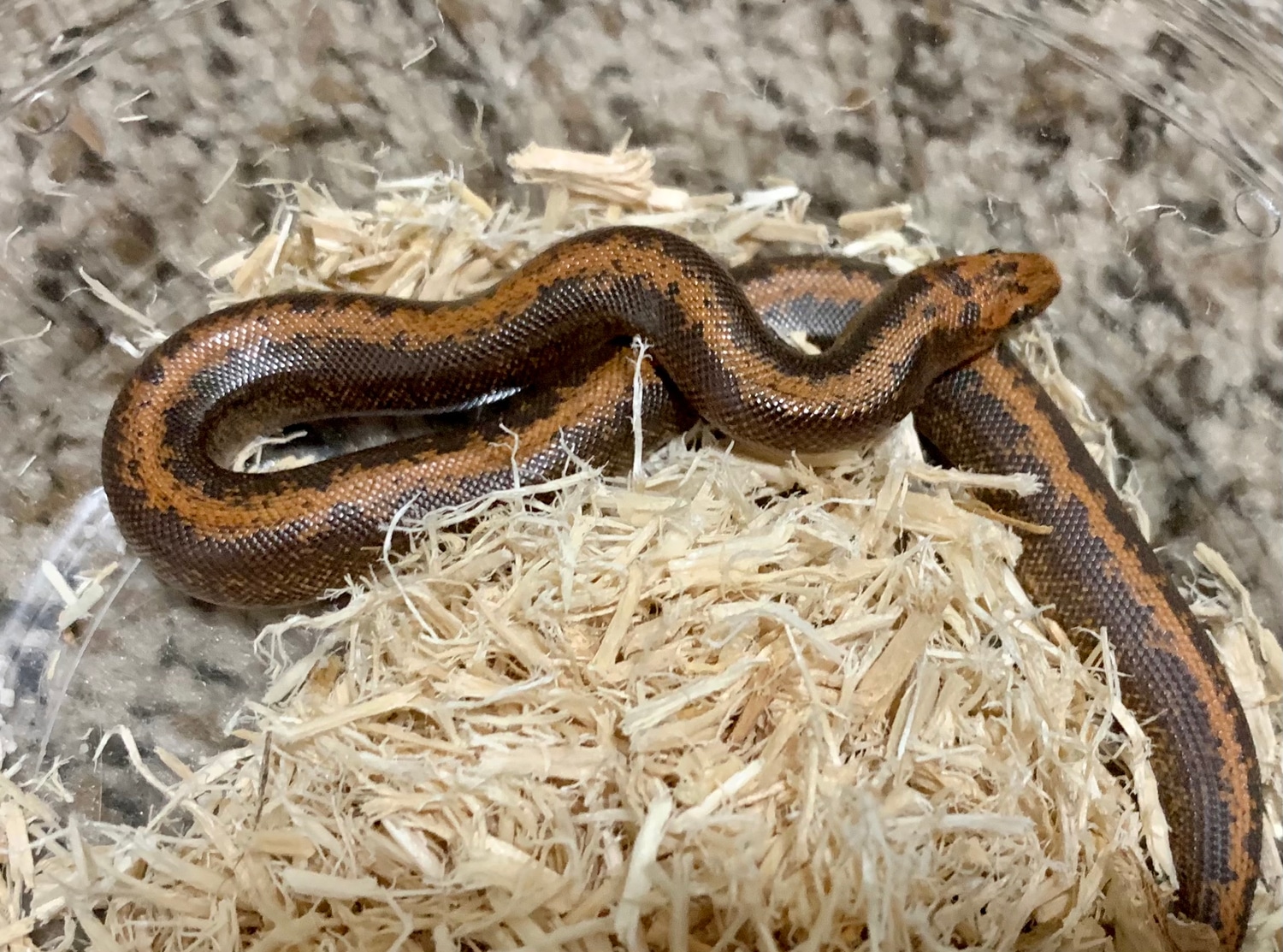 Striped Kenyan Sand Boa by SKB Exotics - MorphMarket