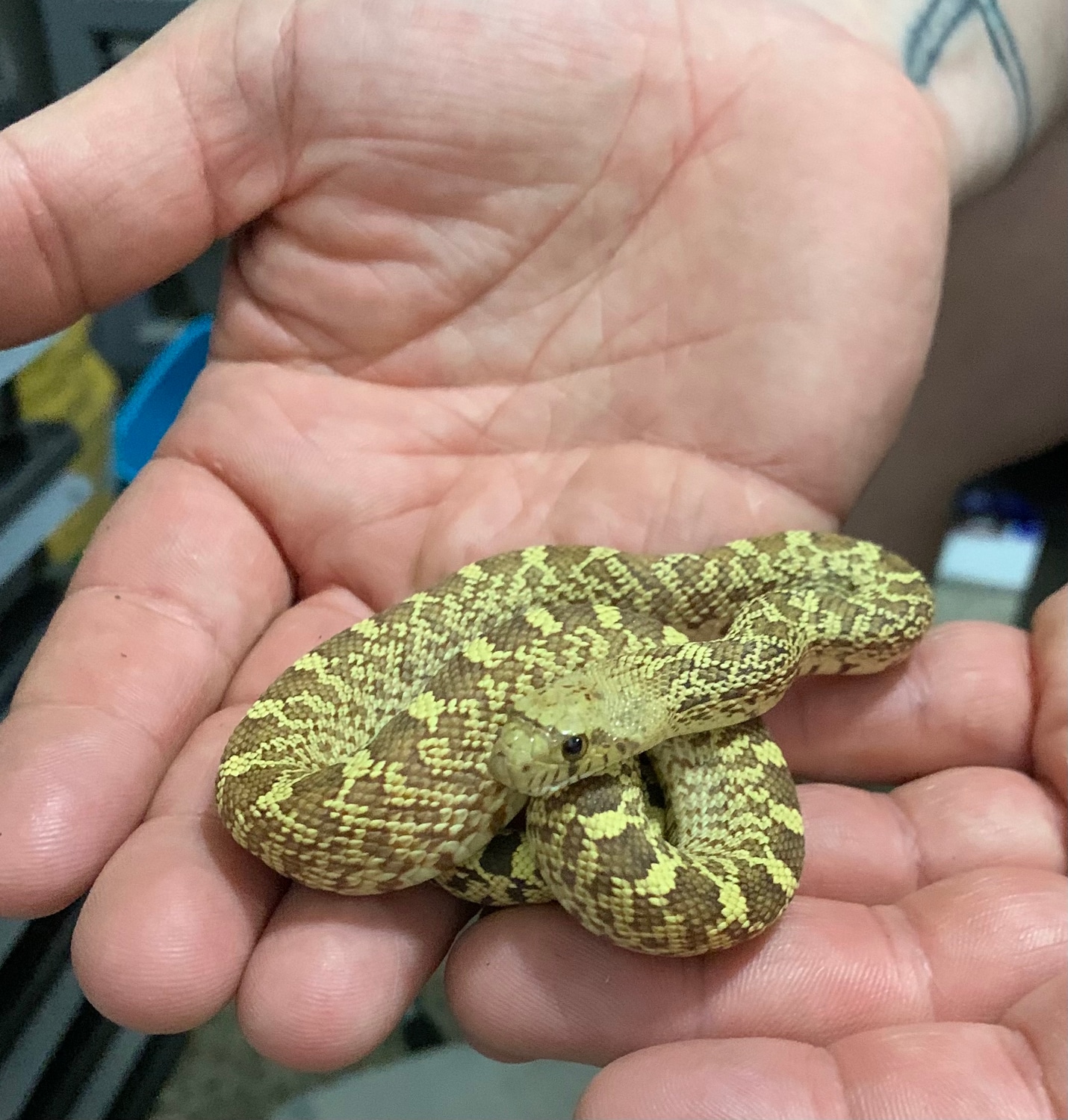 Trumbower Hypo Het Lavender Snow Bullsnake by SKB Exotics - MorphMarket