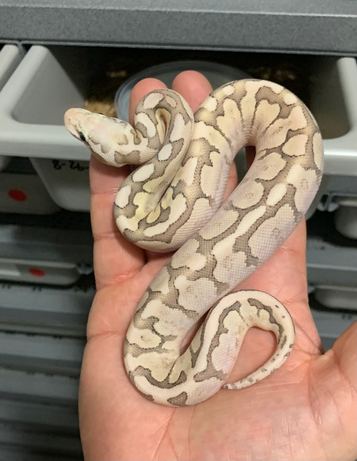 Pastel Bamboo Fire Or Vanilla Poss YB Ball Python by SKB Exotics - MorphMarket