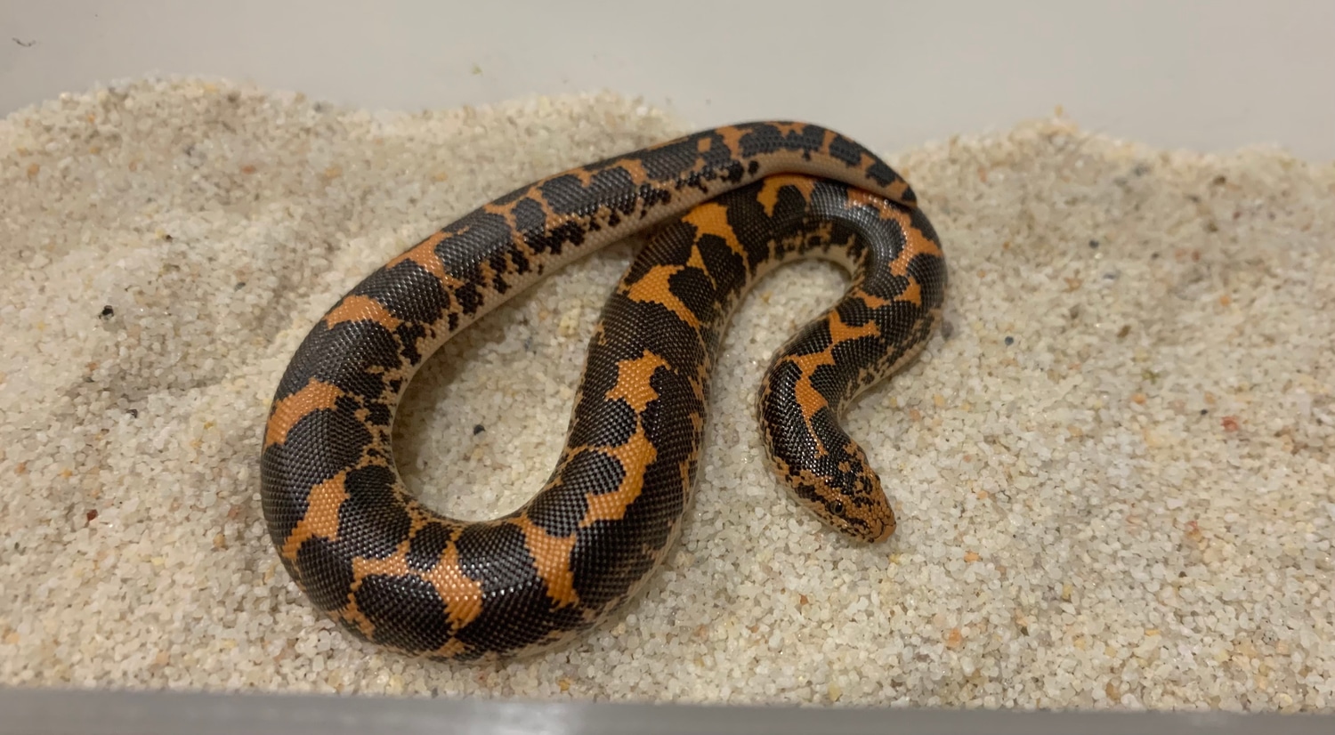 Normal Kenyan Sand Boa by SKB Exotics - MorphMarket