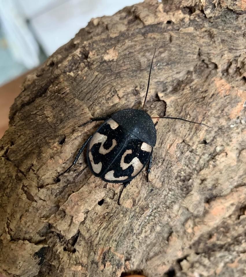 Question Mark Roaches Isopod by SKB Exotics - MorphMarket