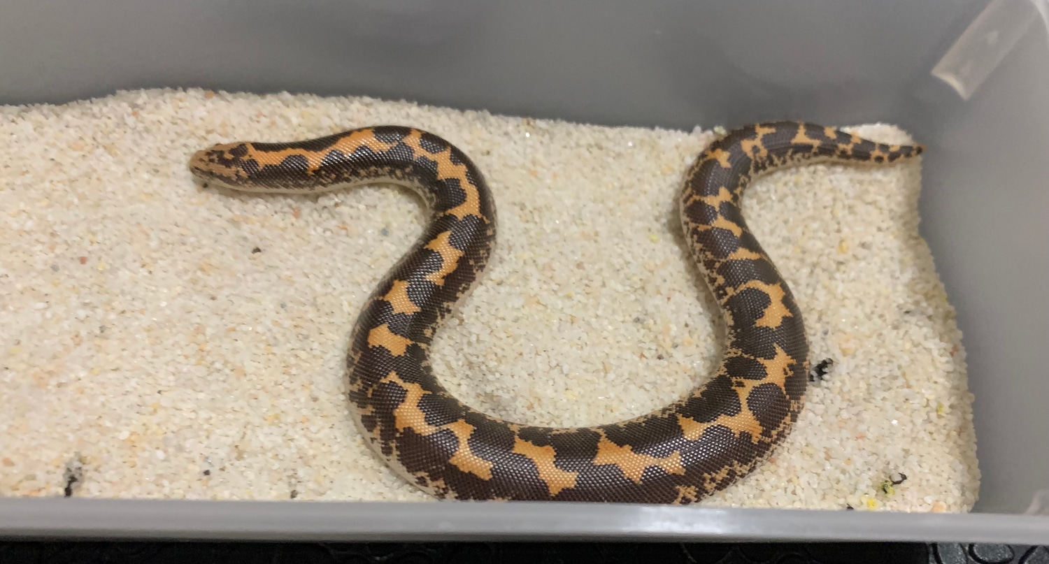 Normal Sand Boa Kenyan Sand Boa by SKB Exotics - MorphMarket