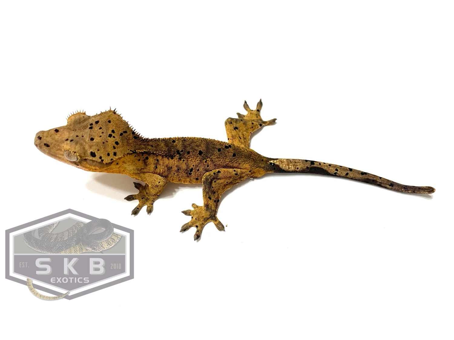 Brindle Super Dalmatian Crested Gecko by SKB Exotics - MorphMarket