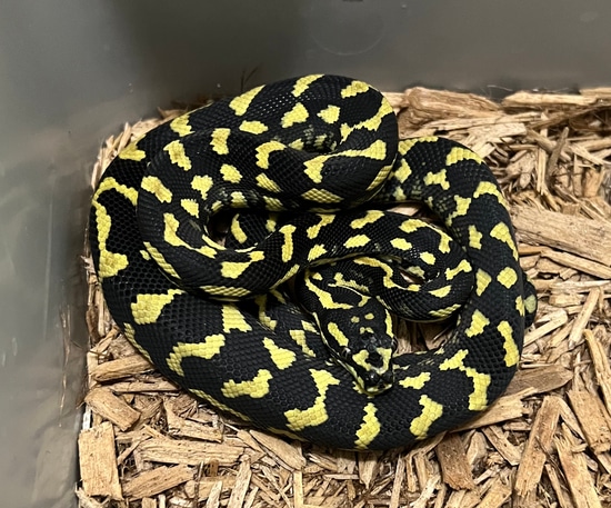 Yellow Jungle Carpet Jungle Carpet Python by SKB Exotics