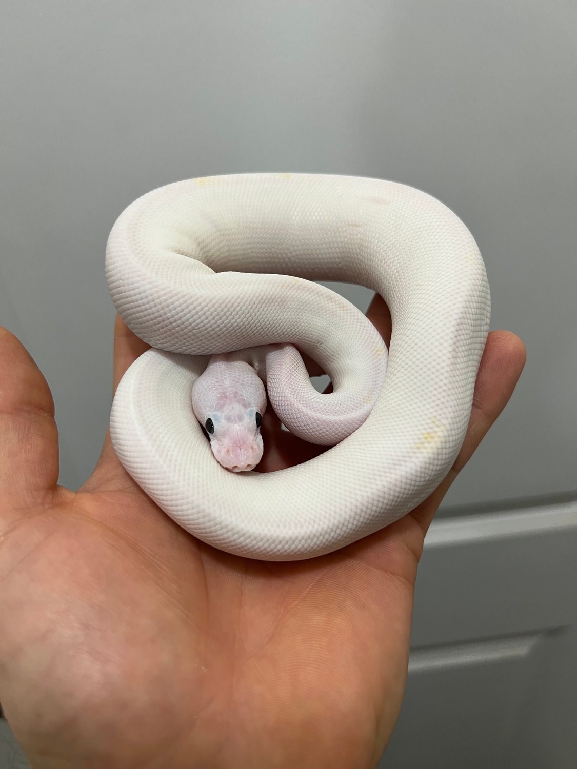 Super Fire Ball Python by SKB Exotics - MorphMarket