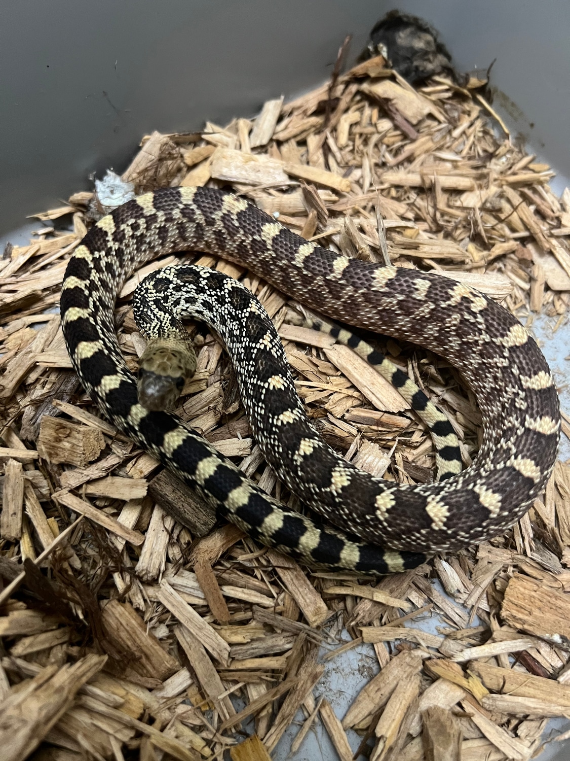 100% Het Lavender Snow Bullsnake by SKB Exotics - MorphMarket