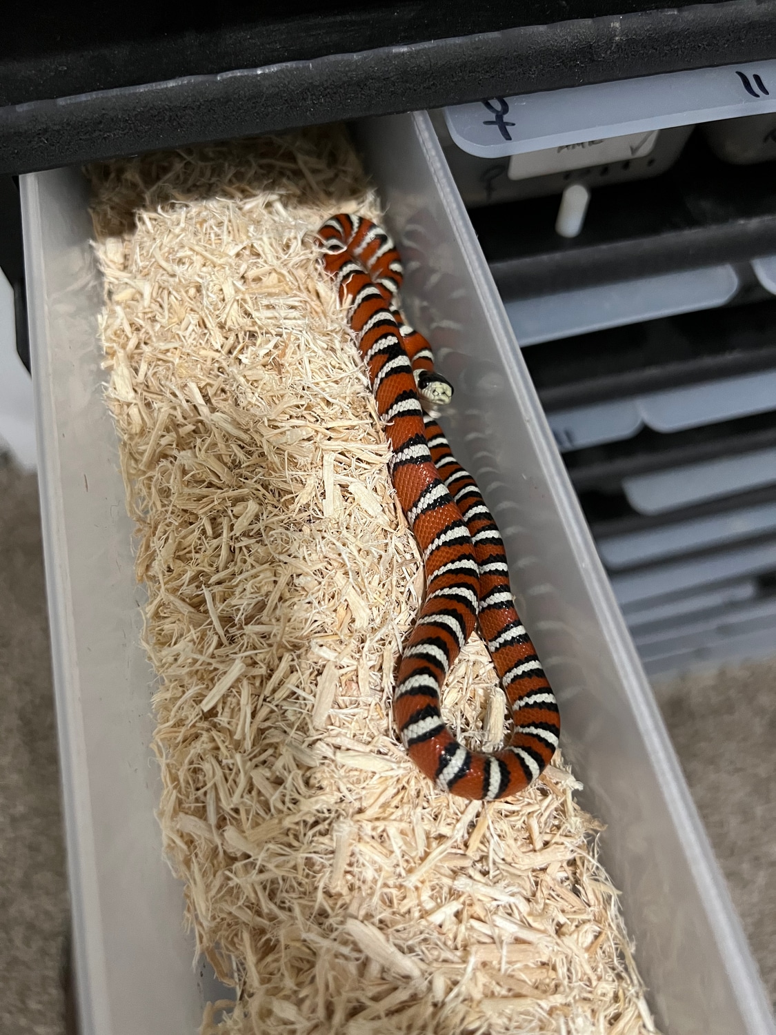 Kings Arizona Mountain Kingsnake by SKB Exotics - MorphMarket