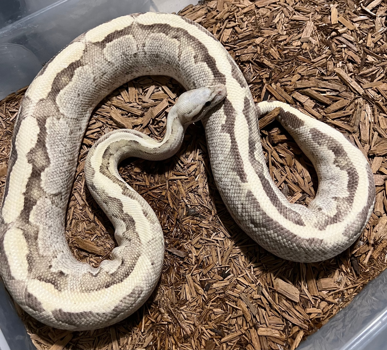 Vanilla Cream Ball Python by SKB Exotics - MorphMarket