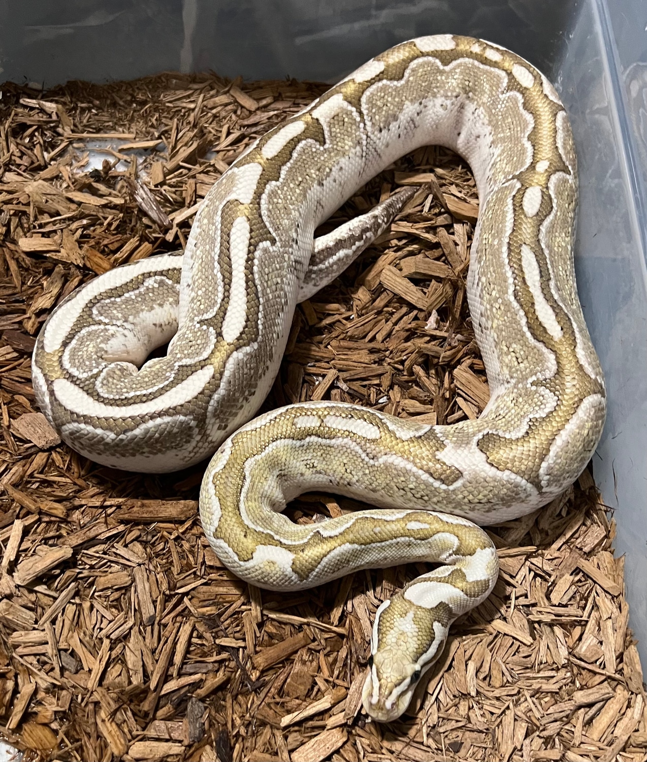 Vanilla Bamboo Ball Python by SKB Exotics - MorphMarket